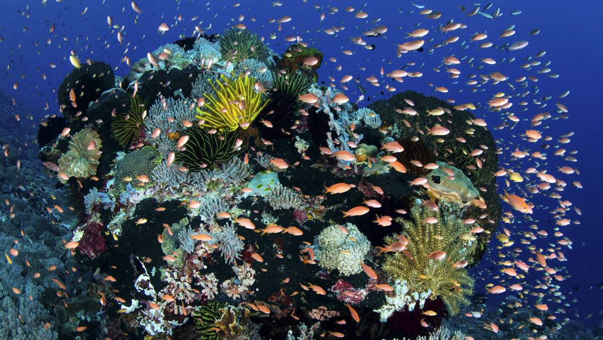 Funktionen mariner Ökosysteme « Nutzen von Biodiversität ...